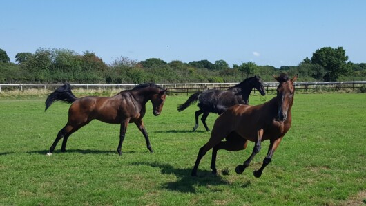 Sam England - National Racehorse Week
