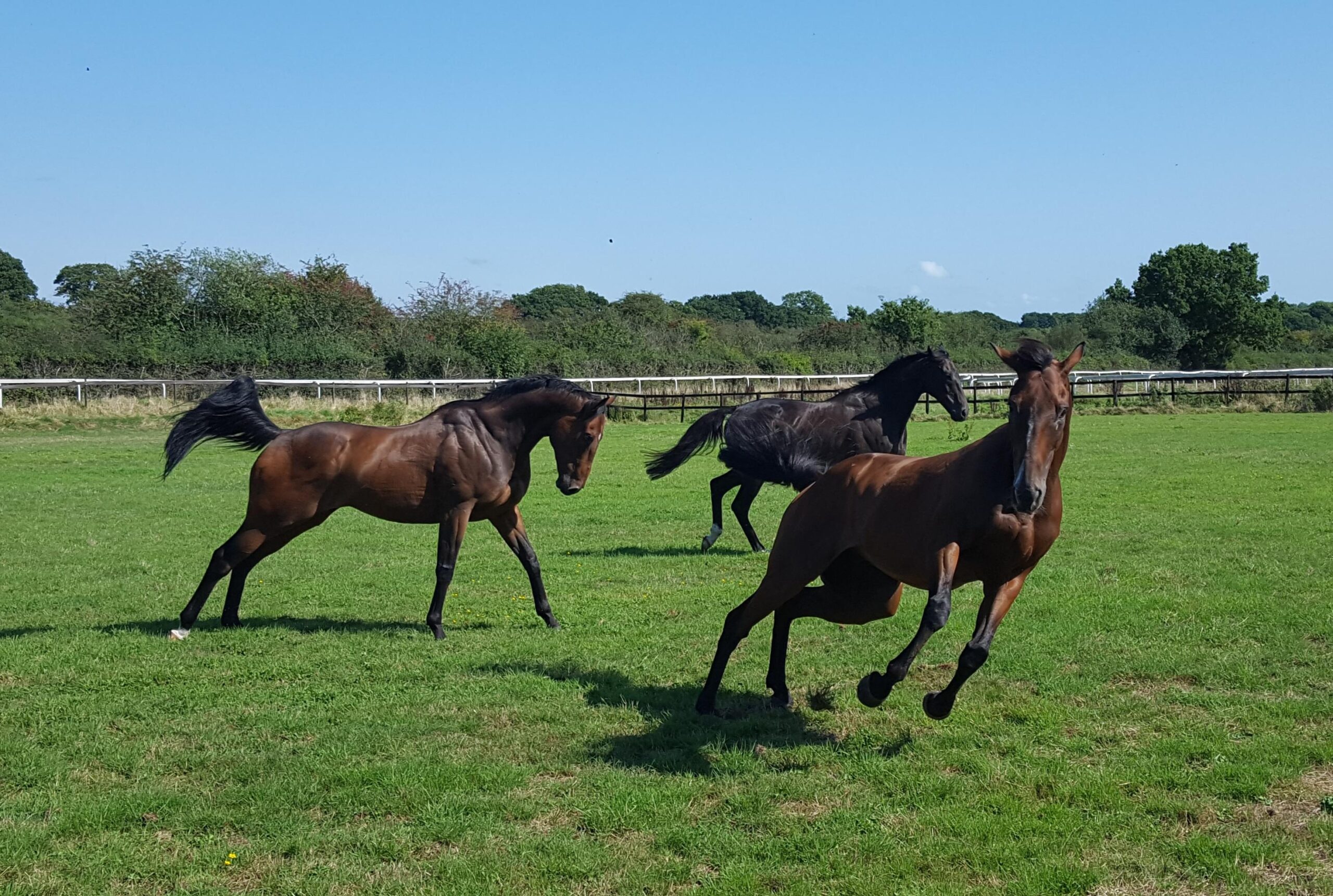 Sam England - National Racehorse Week