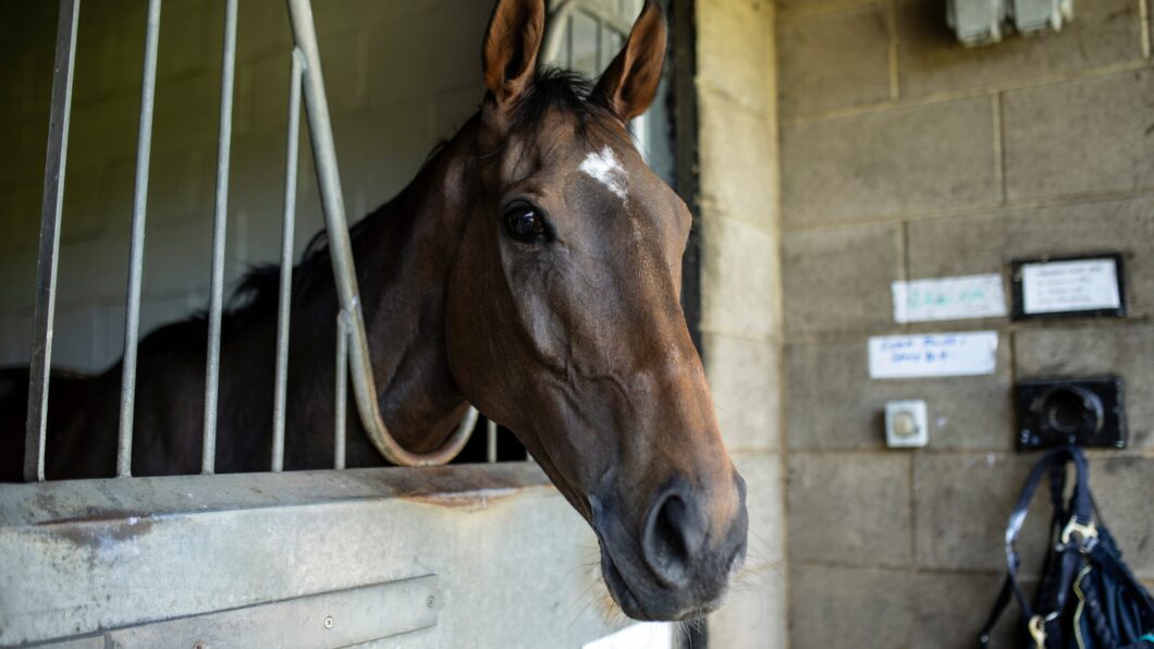 Pat Murphy - National Racehorse Week