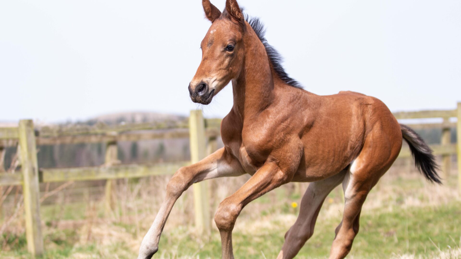 Susan Corbett - National Racehorse Week