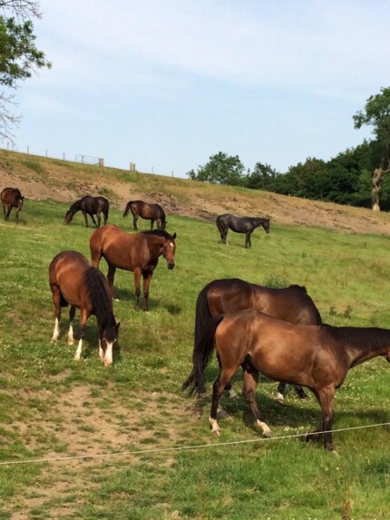 Sam England - National Racehorse Week