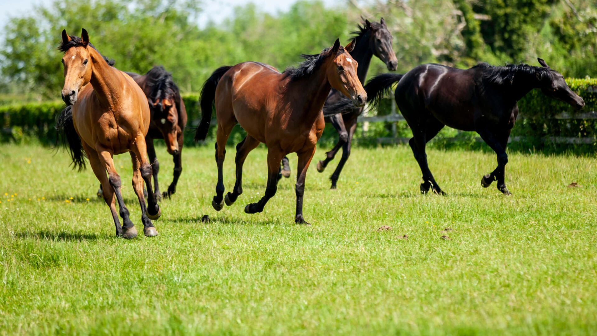 National Racehorse Week - Annual Racehorse Celebration