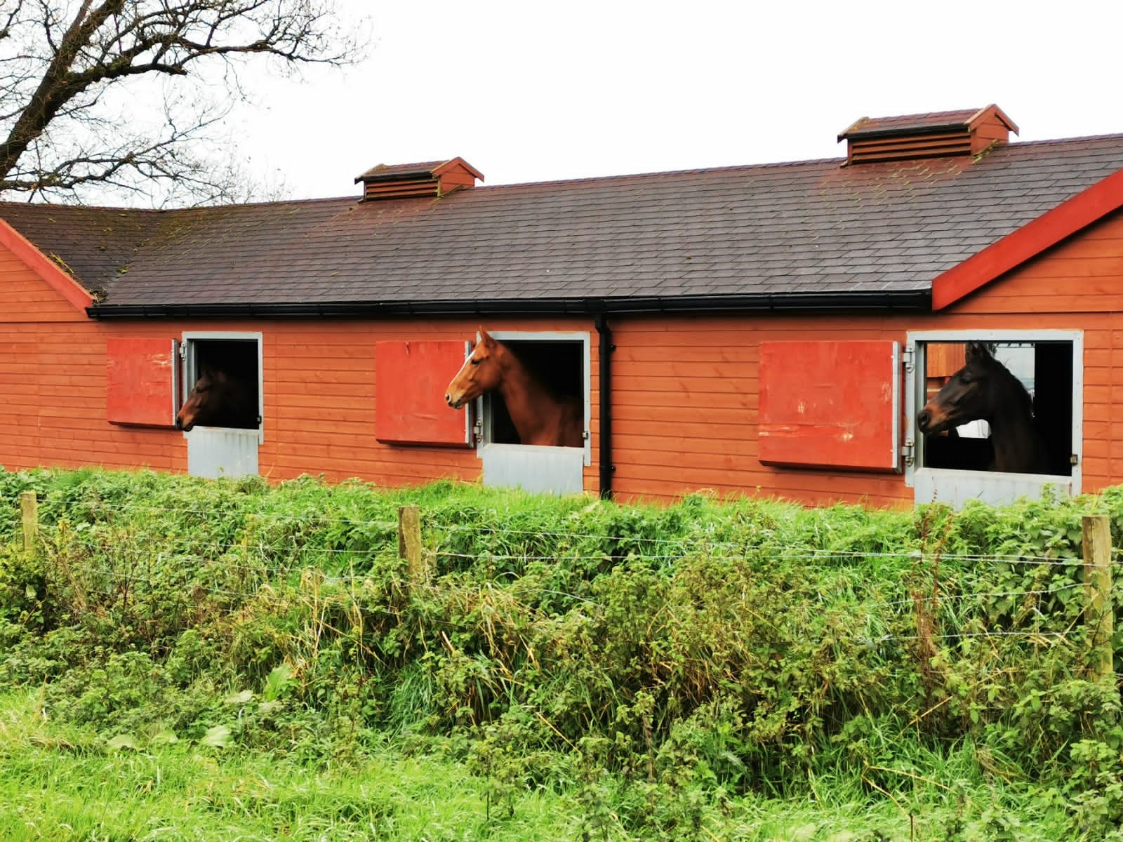 Jane Williams - National Racehorse Week