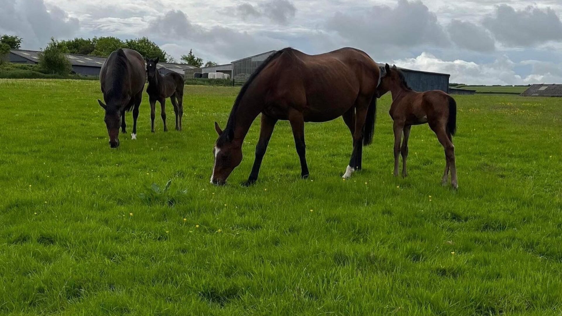 Jeremy Scott - National Racehorse Week