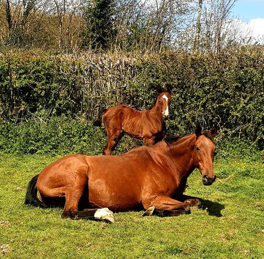 Chris Honour - National Racehorse Week