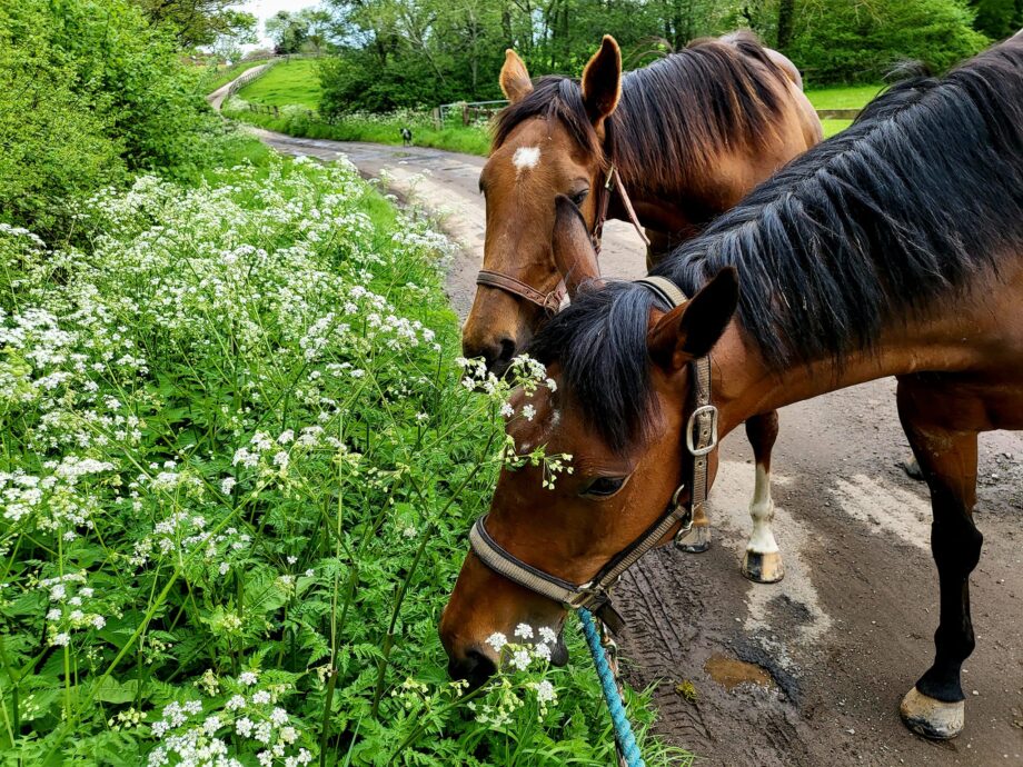 Mills Stables Retraining - National Racehorse Week