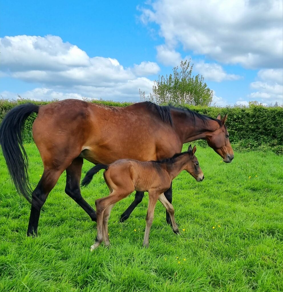 Chris Honour - National Racehorse Week