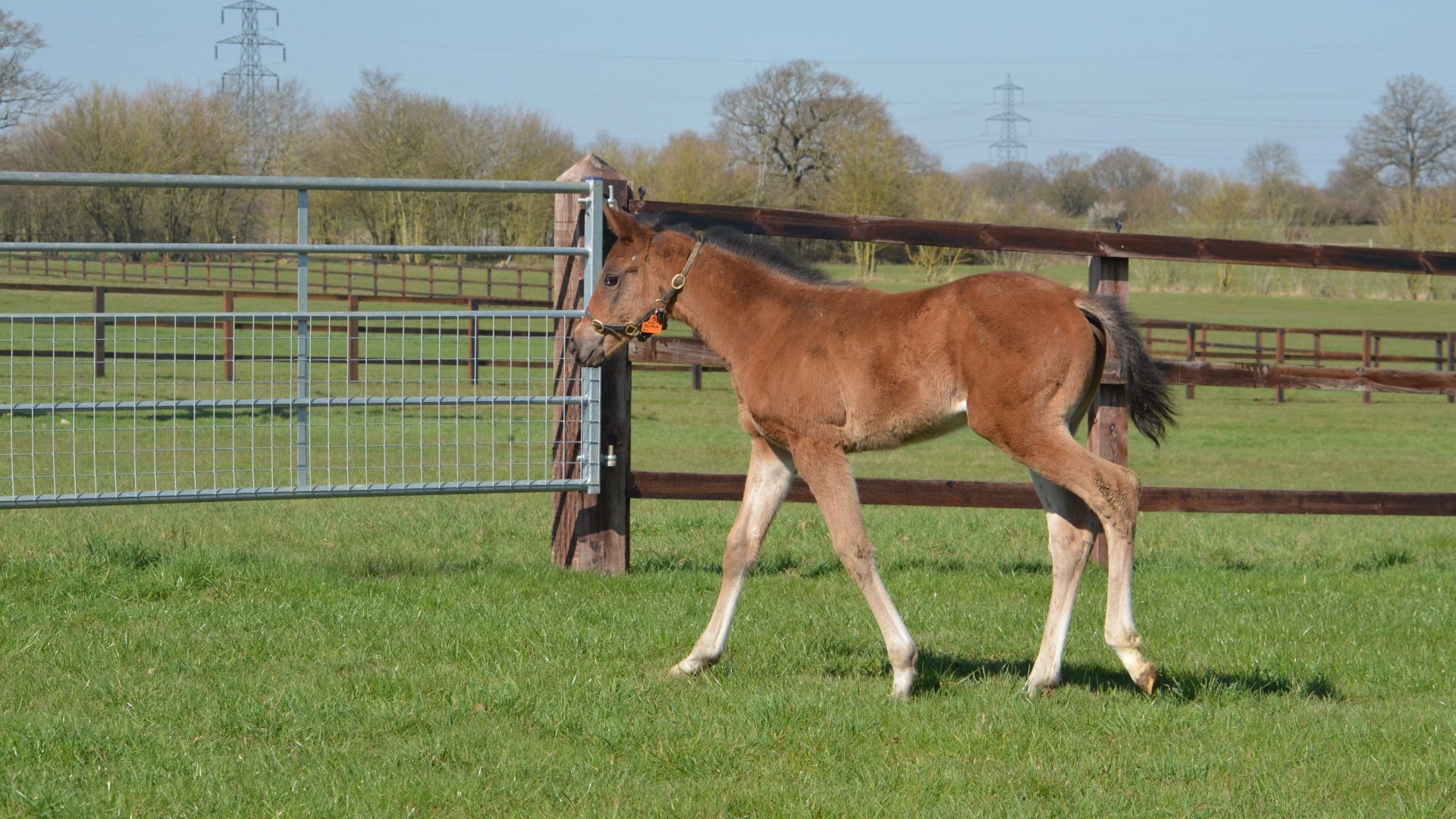 Mill Farm - Keith Harte Bloodstock - National Racehorse Week