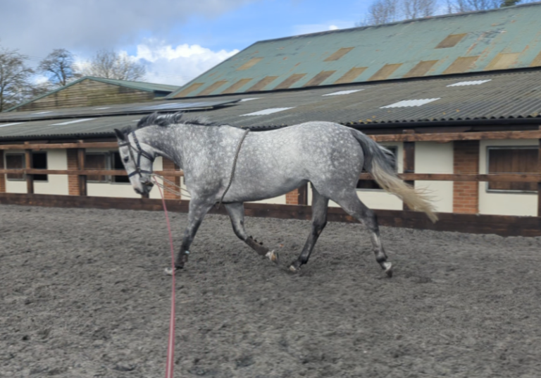 Molland Ridge Stud - National Racehorse Week