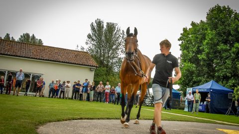 National Racehorse Week - Annual Racehorse Celebration