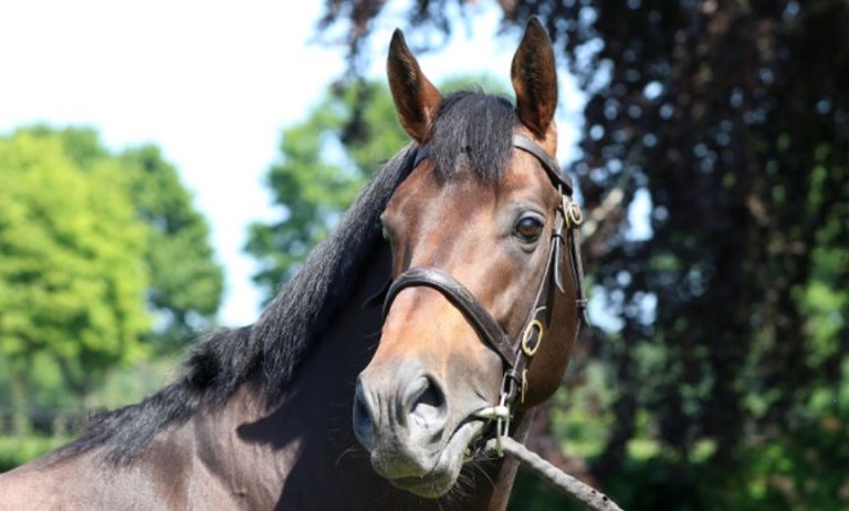 The National Stud - National Racehorse Week