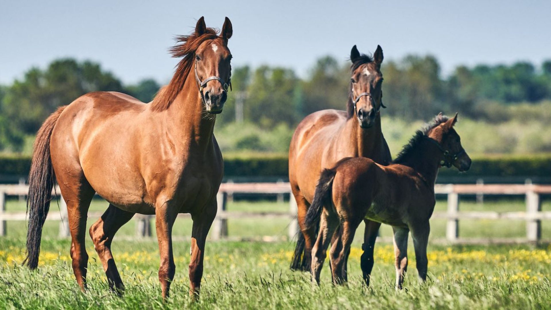 The National Stud - National Racehorse Week