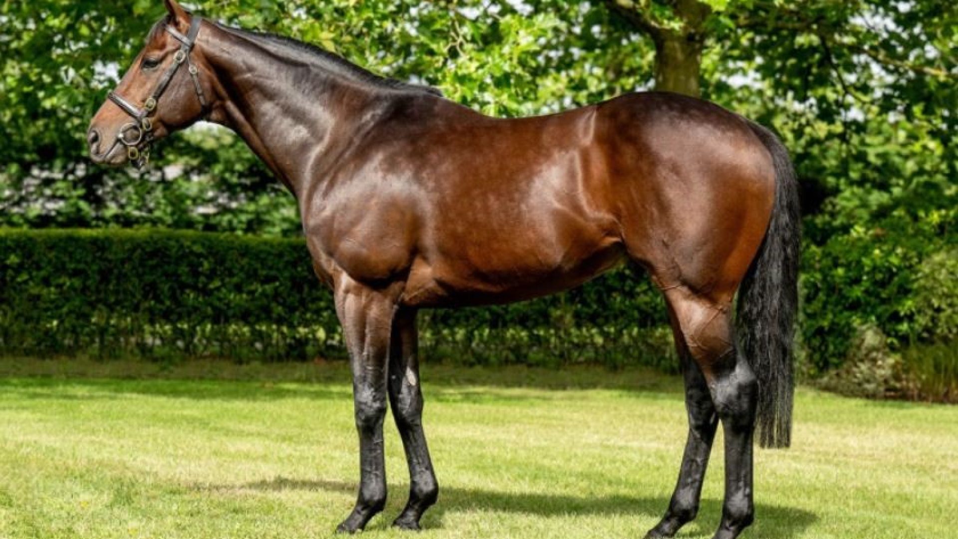 Shadwell - National Racehorse Week