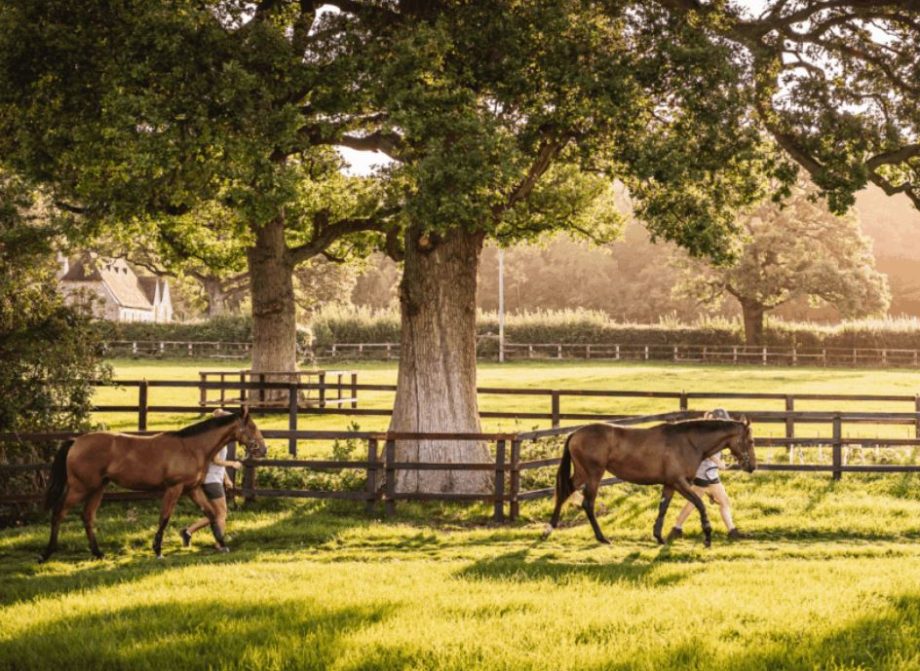 Tweenhills Stud - National Racehorse Week