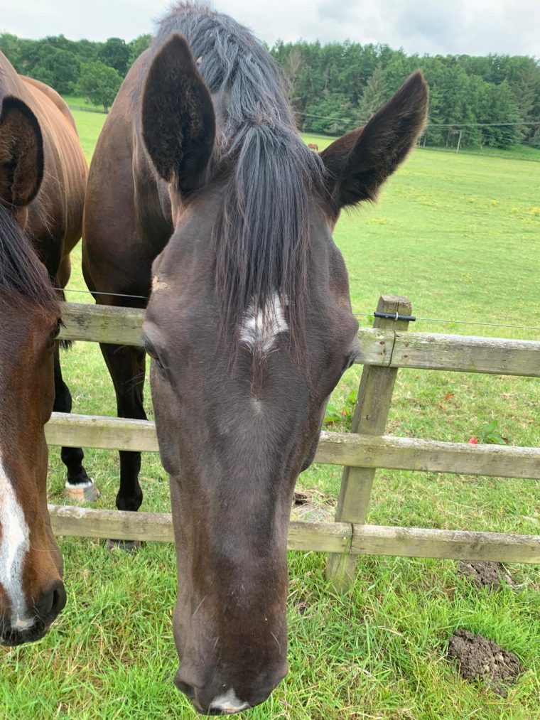 Ian Duncan Racing - National Racehorse Week