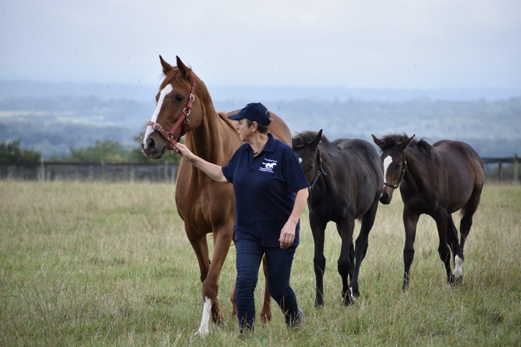 Richard Bandey Plantation Farm Open Day - National Racehorse Week